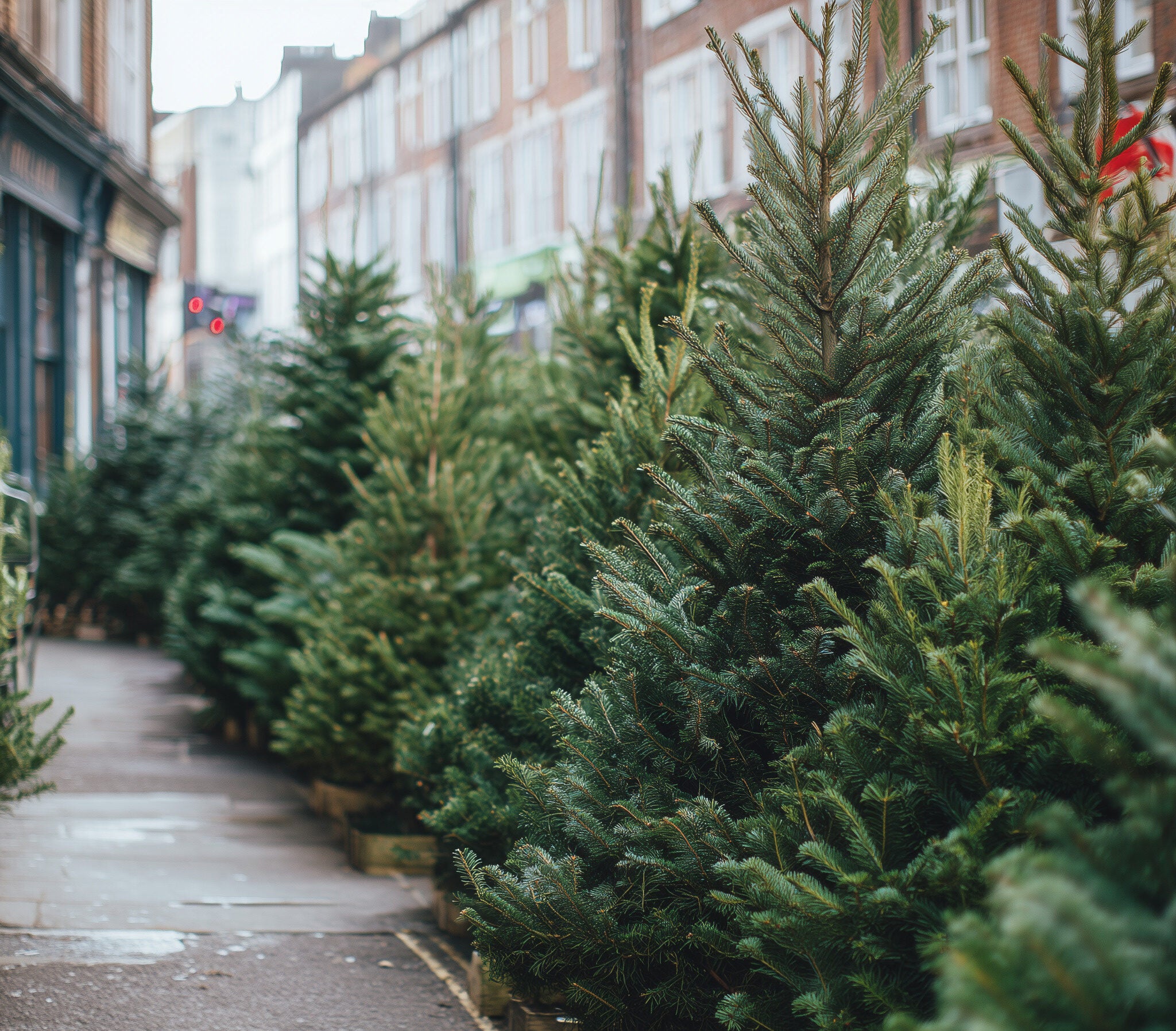 Holiday Recycling Guide: How to Recycle Trees, Lights, and More ...